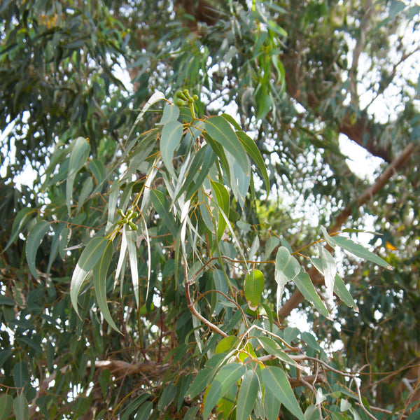 Eucalyptus, Citriodora Organic (Eucalyptus citriodora) India – Lunaroma ...