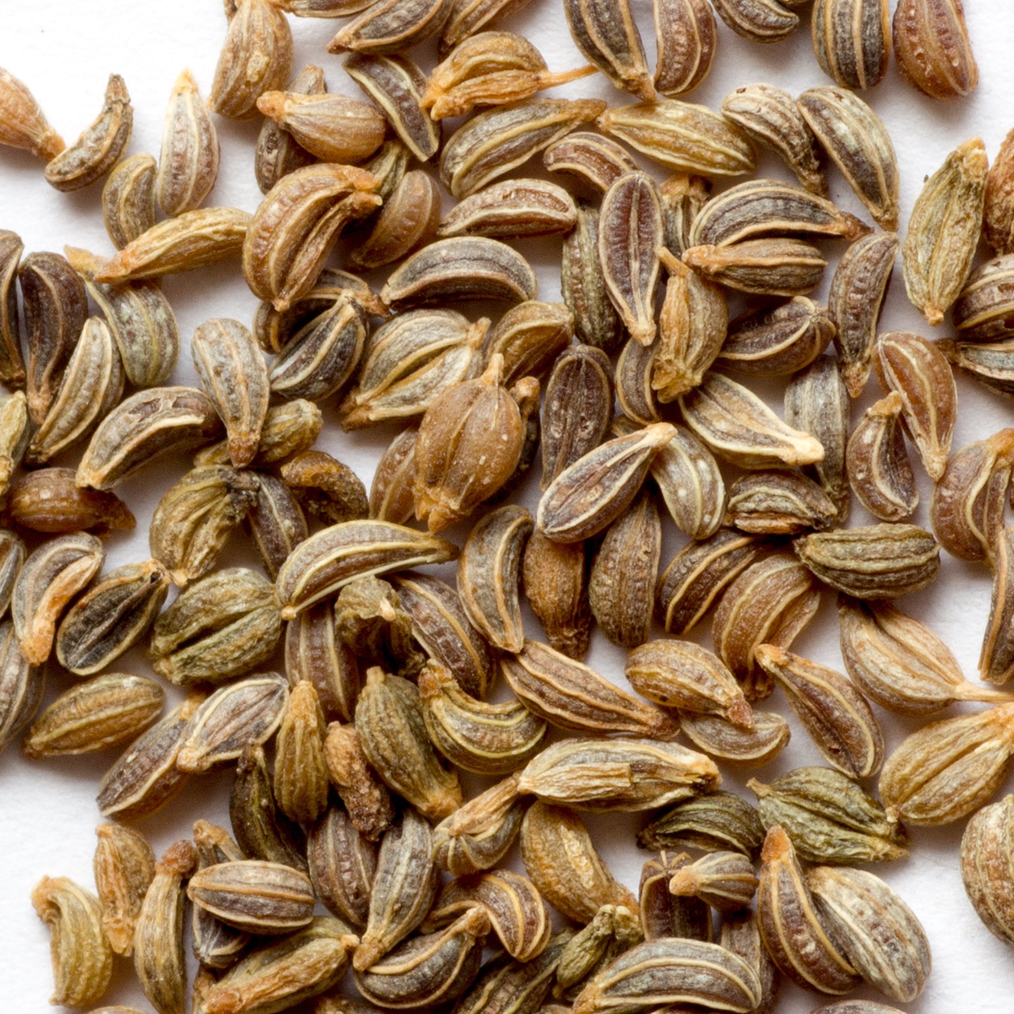 Parsley Seed (Petroselinum sativum) Indonesia – Lunaroma Aromatic ...