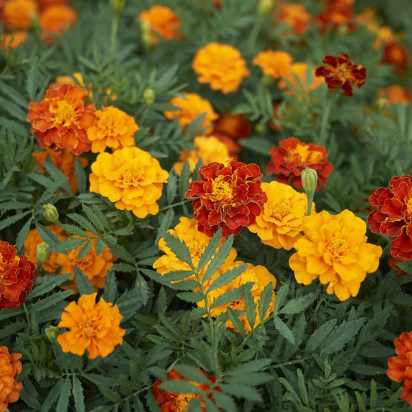 Tagetes (Tagetes glandulifera) Madagascar – Lunaroma Aromatic Apothecary