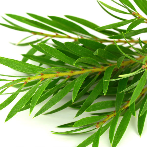 Tea Tree Organic (Melaleuca alternifolia) Australia – Lunaroma Aromatic ...