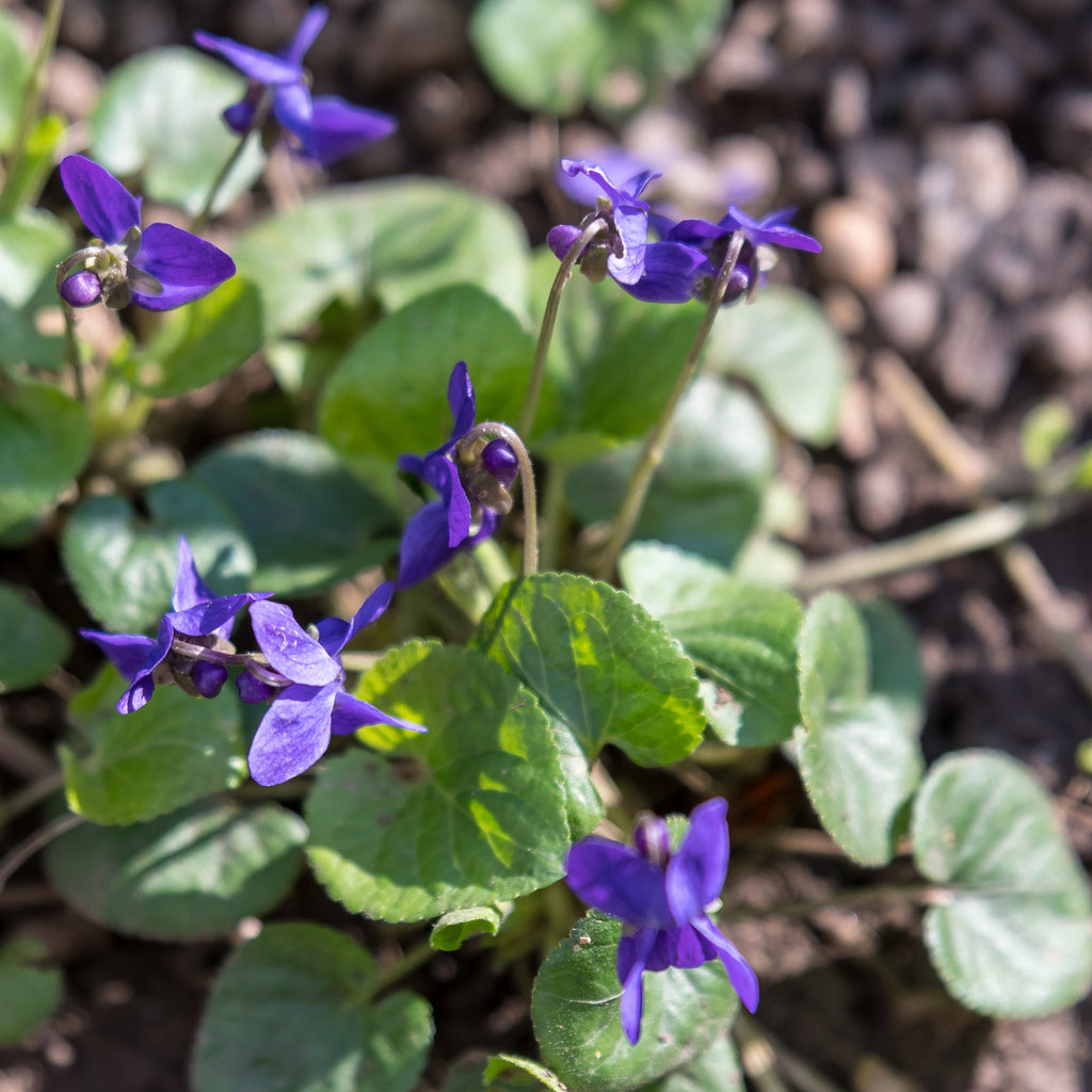Viola Odorata