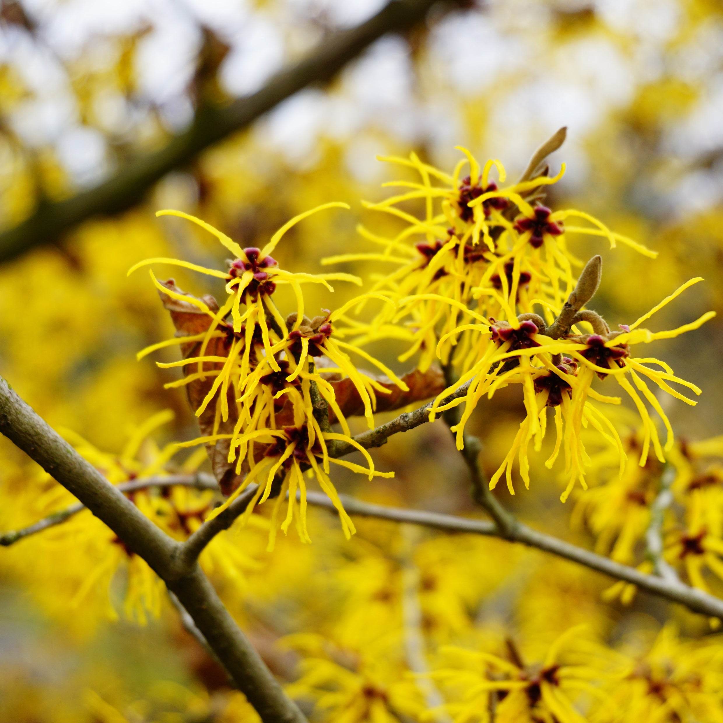 Organic Witch Hazel Hydrosol – Lunaroma Aromatic Apothecary